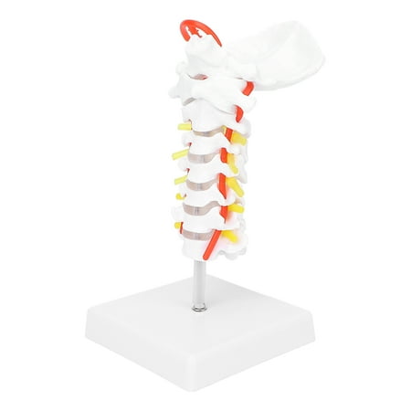 Cervical Vertebra Model, PVC Body Anatomy Replica Science Teaching ...