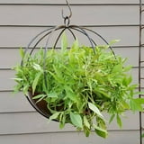 Passage Handmade Sphere Garden Flower Globe and Planter - Walmart.com