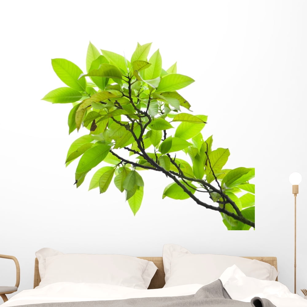 Leaves Mango Tree Wall Mural by Wallmonkeys Peel and Stick Graphic (48 ...