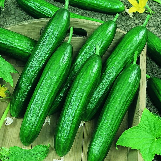 Beit Alpha CMR/MMR Cucumber Garden Seeds - 1 Lb - Non-GMO Vegetable ...