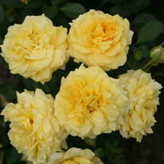 Potted Welsh Gold Heirloom Roses - Delivered Live Orange Flower Rose ...