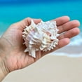 Large Murex Conch Seashell Pink White Spiky Real Ocean Shells Natural ...