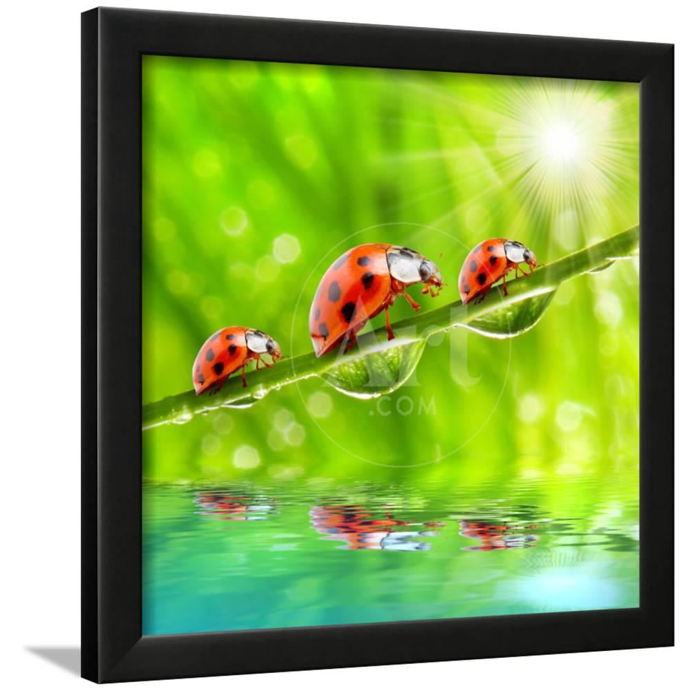 Funny Picture Of The Ladybugs Family Running On A Grass Bridge Over A ...