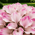 500 to 1,500pcs multi-leaved Hostas for Planting-(Non-Artificial)-Easy ...