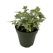Spring Carpet Mount Atlas Daisy - Anacyclus depressus - 4" Pot ...