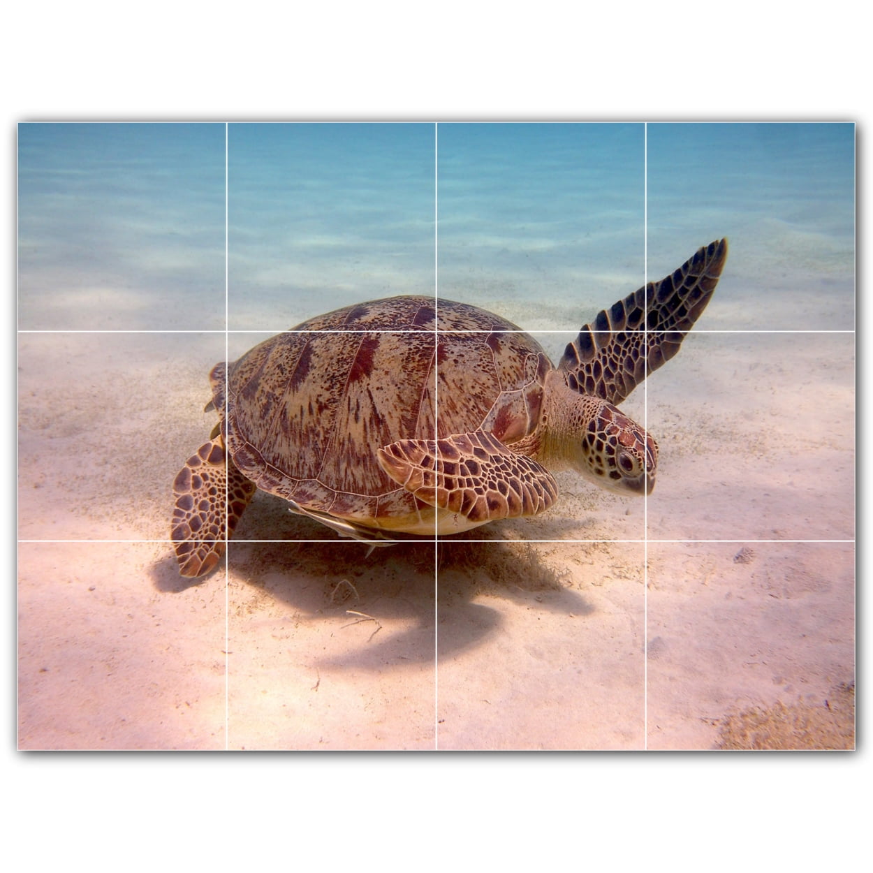 Picture-Tiles.com: Turtle Ceramic Tile Wall Mural WAL501054-43XL. 48"W ...