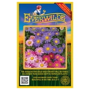 Everwilde Farms - 500 Empress Rocket Candytuft Garden Flower Seeds ...