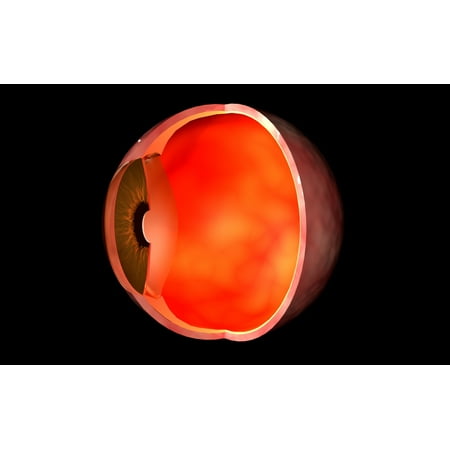 Conceptual image of human eye cross section Poster Print (18 x 11 ...