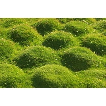 Irish Moss Ground Cover Plants & Seed - Natural Sun Flower, 10000 Seeds ...