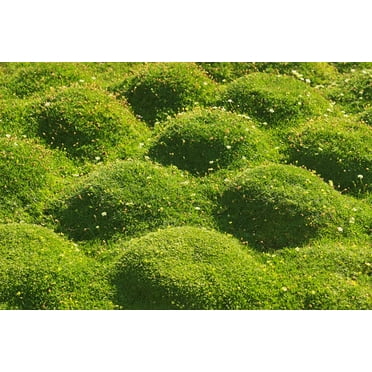 Irish Moss Ground Cover Plants & Seed - Natural Sun Flower, 10000 Seeds ...