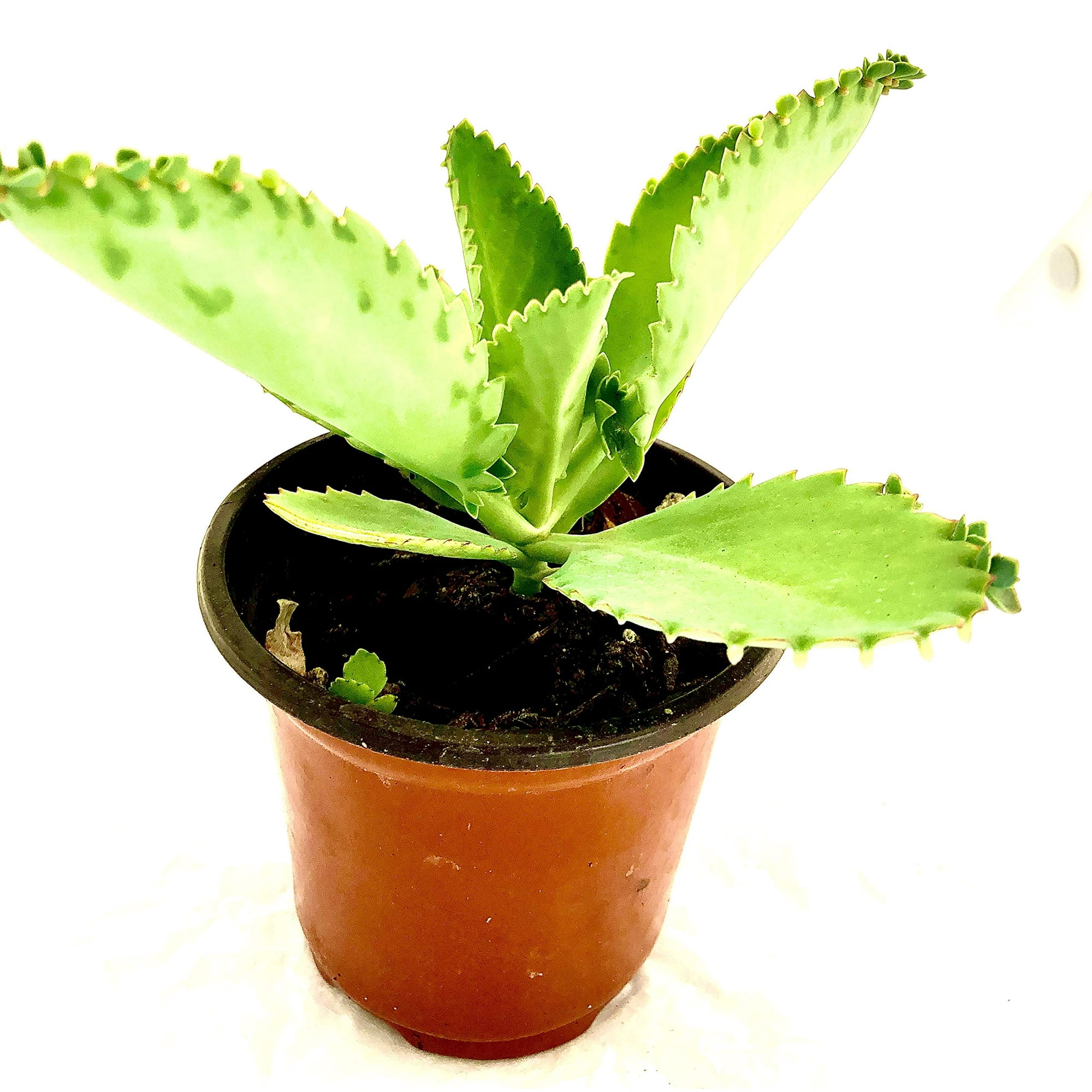 Click here for Lovely Garden Mother Of Thousands-Kalanchoe Daigre... prices