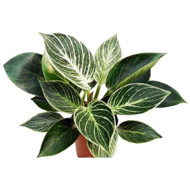 St. Joseph's Coat Plant - LIVE Variegated Alternanthera 'White Carpet ...