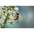 200 WHITE MIGNONETTE Reseda Alba Very FRAGRANT Flower Seeds - Walmart.com