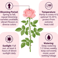 Fragrant Perennial - Rose Root / Bulbs - Easy Grow / Low Maintenance ...