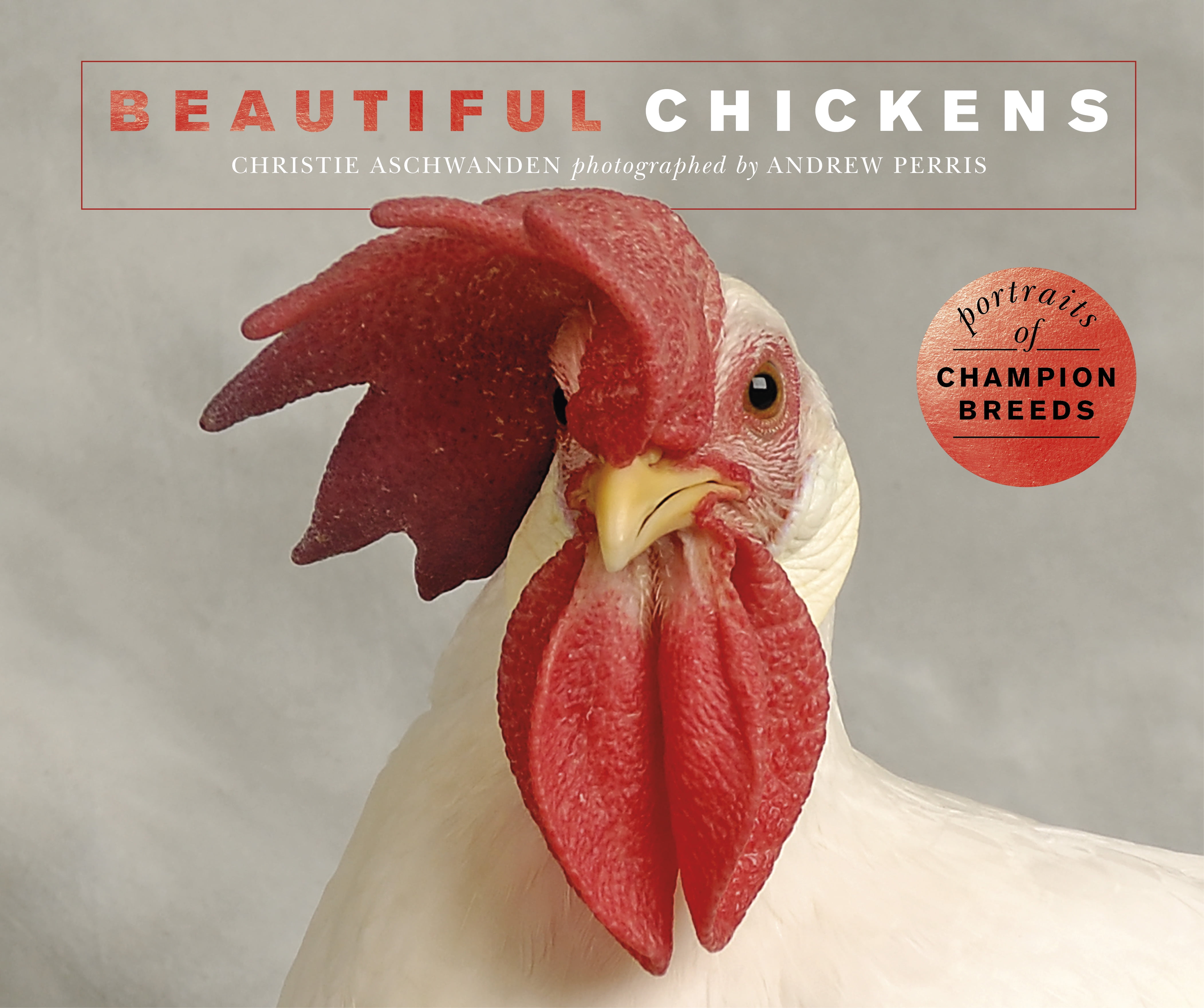 Most Beautiful Chicken