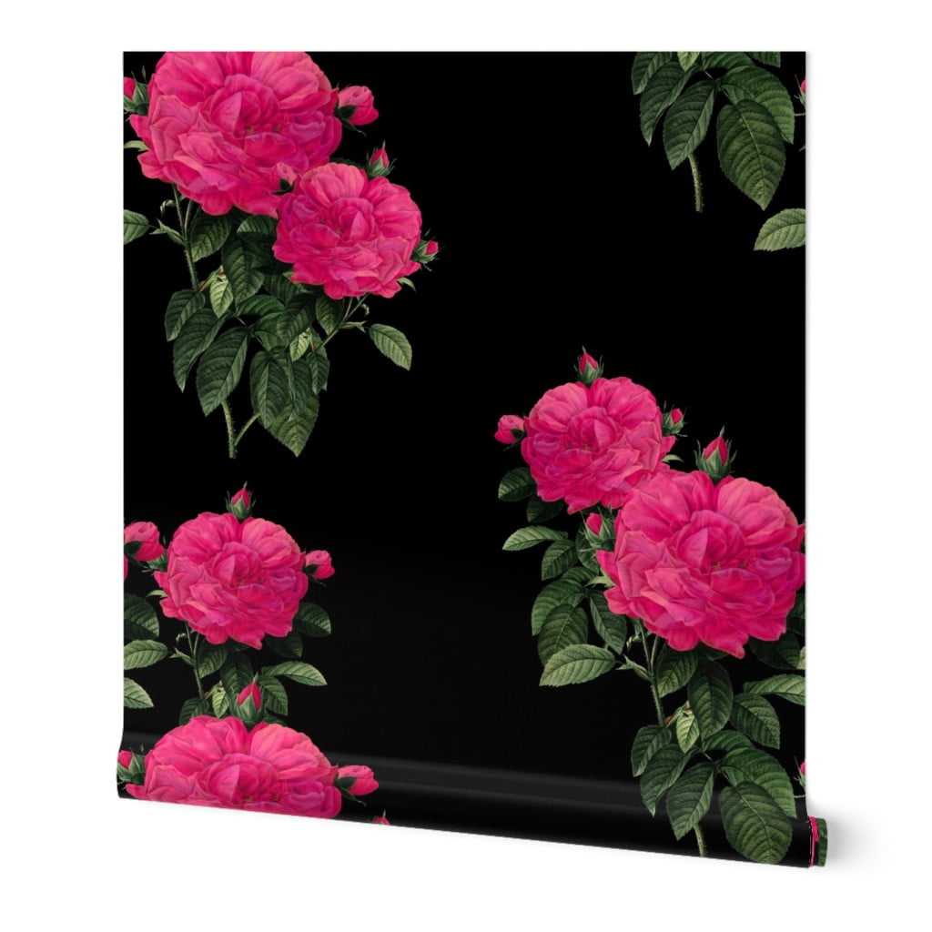 Hot Pink Rose Black Background