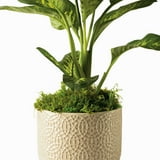 Proflora Preserved Forest Moss, True Green, 320 CU in - Walmart.com