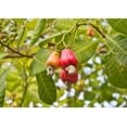 Cashew Pieces, 4 Pounds — Raw, Vegan, Kosher — by Food to Live ...