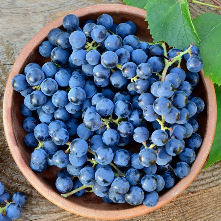 Van Zyverden Grape Seedless Concord (1 Dormant Bare Plant Van Zyverden Grape Seedless Concord (1 Dormant Bare Plant