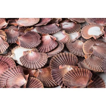 Giant 22" White and Gray Clam Shell Tridacna Gigas, Large Seashell ...