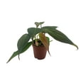 Philodendron Micans in a 2 inch Pot, Starter House Plant, Rare Philo ...