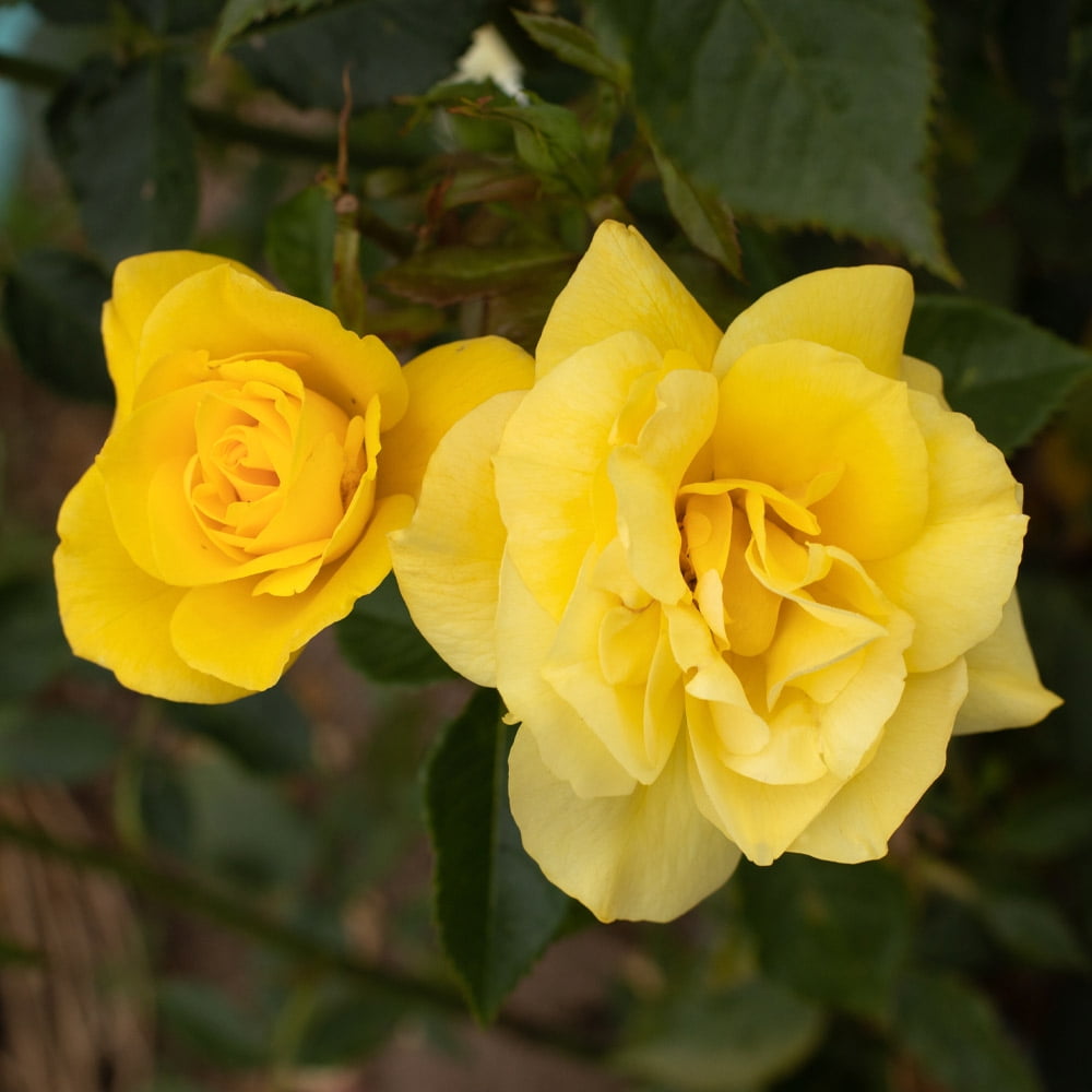 Heirloom Roses - Sun Flare Floribunda Rose Plant - Yellow Rose Bush ...