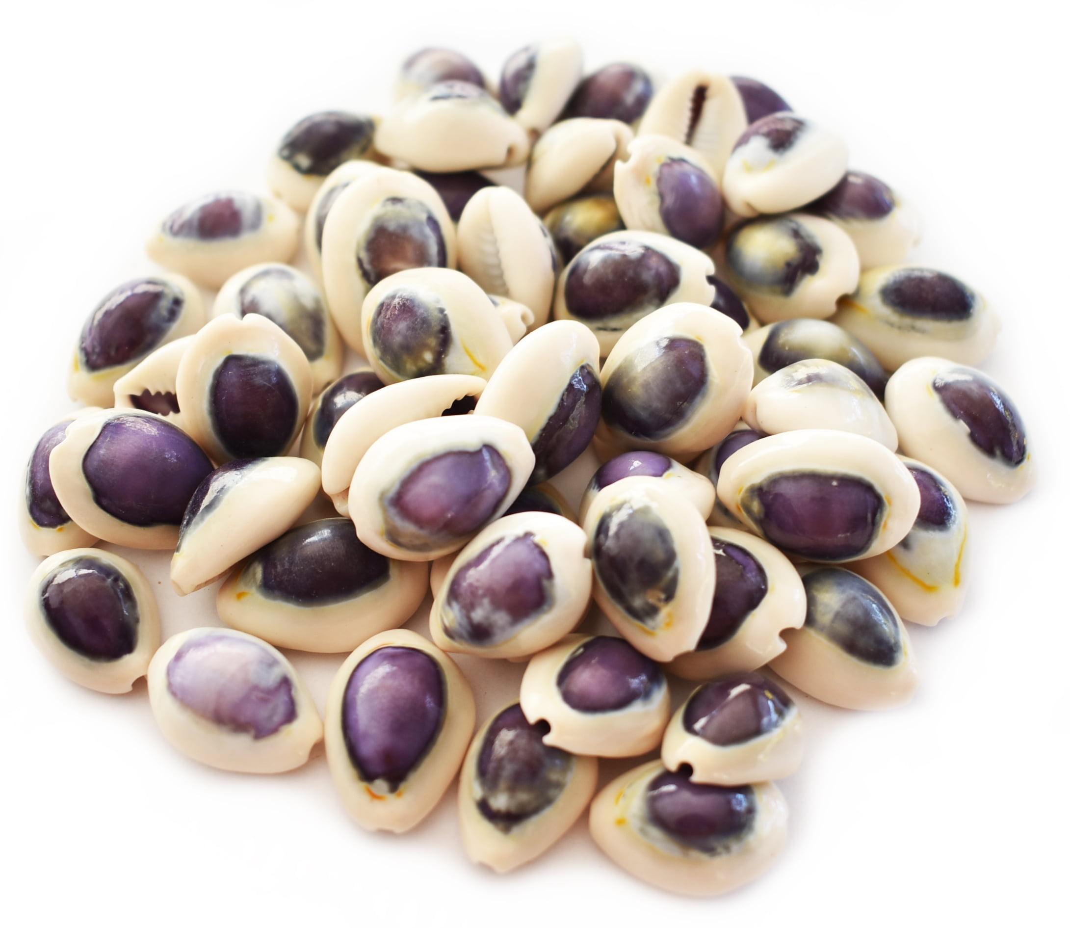 Set of 100 Select Purple Top Money Cowrie Shells Seashells 1/2-1 ...