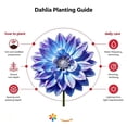 Beautiful Rainbow Dahlias-Gift Garden-Home Decoration-Bloom Year After ...