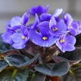 Blue African Violets Live Plants, African Violet Plant, 4 Inc Pot ...