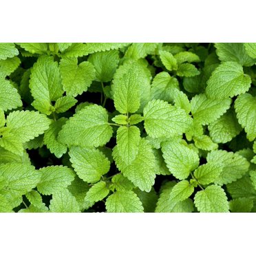 250 Green Tulsi HOLY BASIL Ocimum Sanctum Tenuiflorum Herb Flower Seeds ...