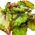 Harmony's Magic Dragon Begonia Rex 6 inch Purple Splash - Walmart.com