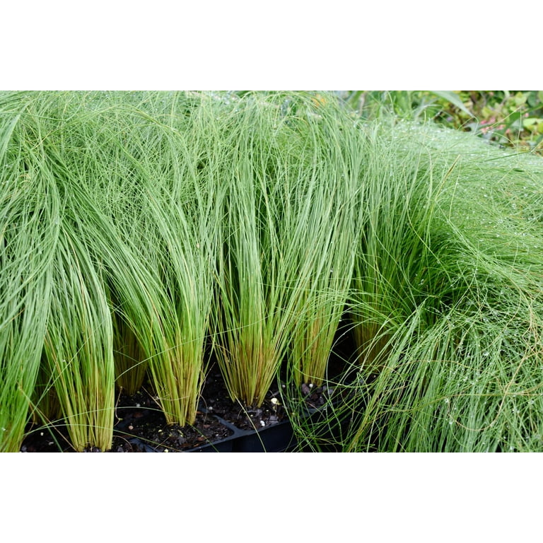 Prairie Dropseed Grass