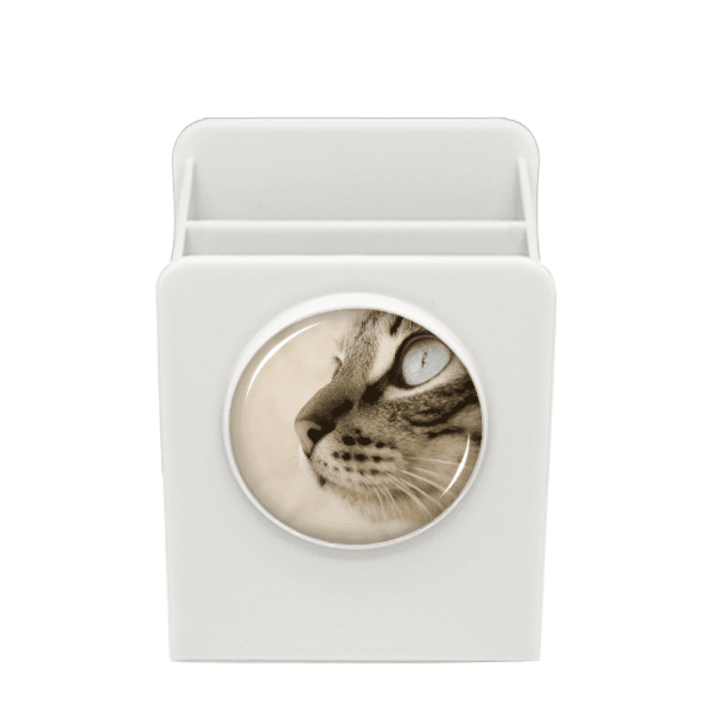 Animal Blue Eye Kitten Gray Photo Desk Pencil Holder Cup Pen Organizer ...