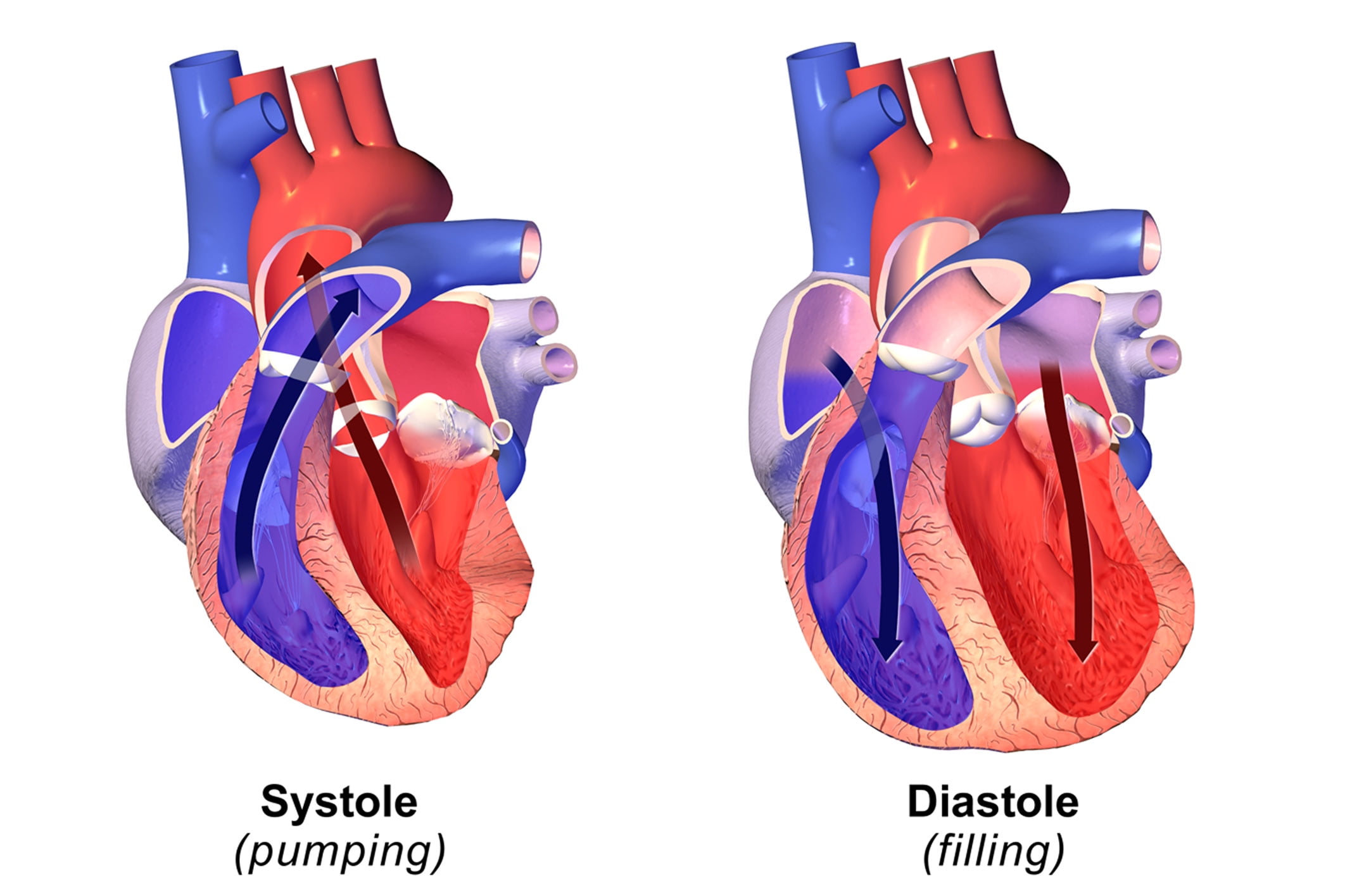 24x36 gallery poster, Heart diagram Cardiac systole and diastole ...