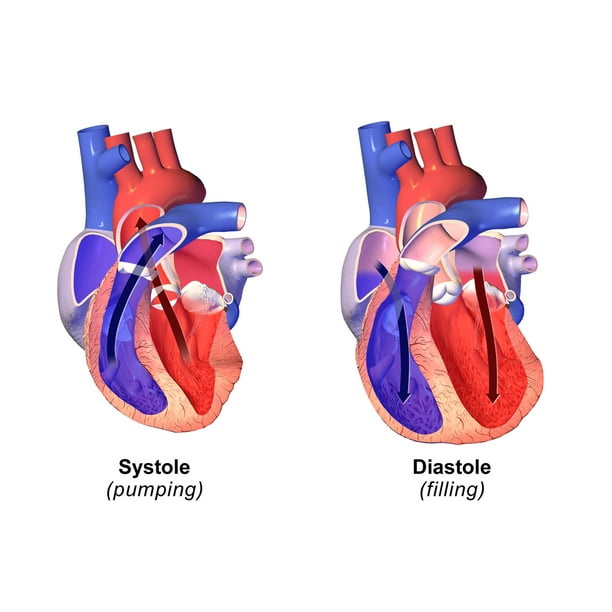 24x36 gallery poster, Heart diagram Cardiac systole and diastole ...
