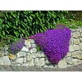 250 Aubrieta Seeds - Cascade Purple Flower Seeds, Perennial, Deer ...