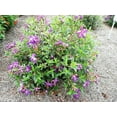Tibouchina Dwarf Princess Flower I 3 Live Plants I Lepidotal Compact ...
