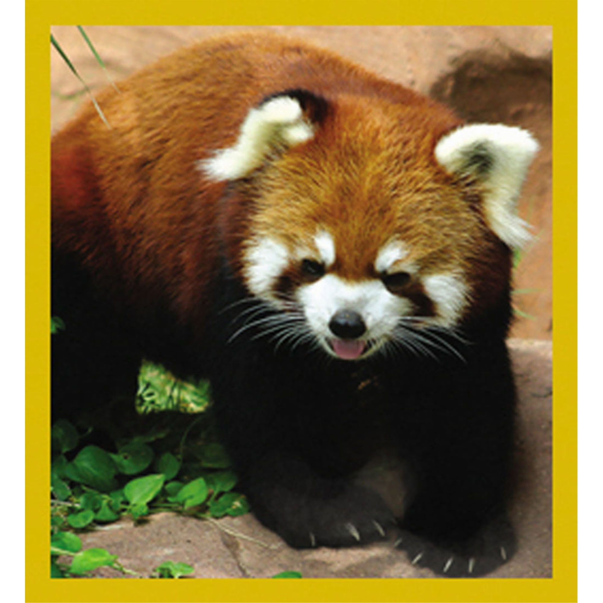 Red Panda - Magnetic Bookmark - Walmart.com