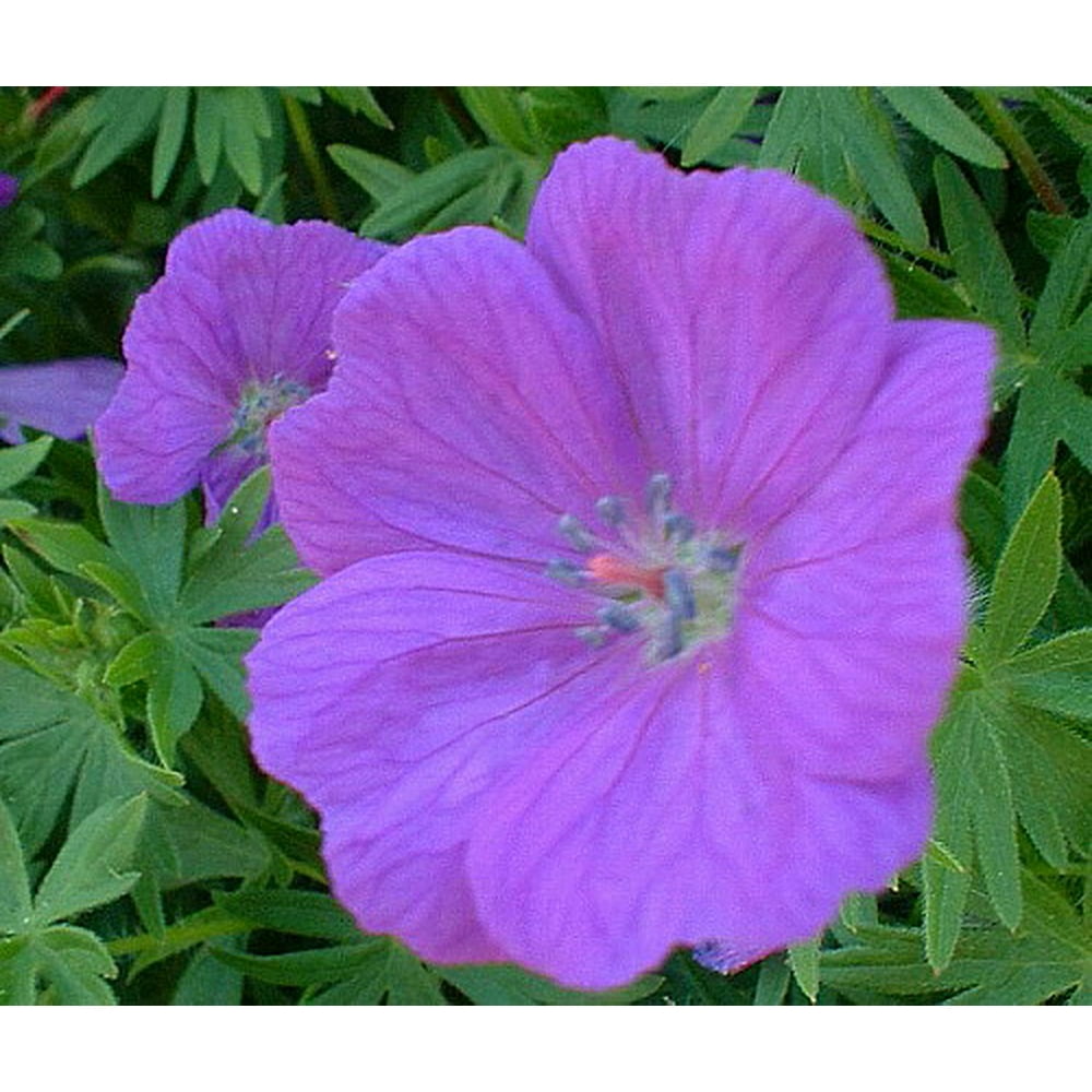 New Hampshire Purple Hardy Geranium - Magenta Purple Flowers - Gallon ...