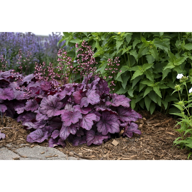 Primo Wild Rose Coral Bells (Heuchera) Deep Purple Foliage, 60% OFF