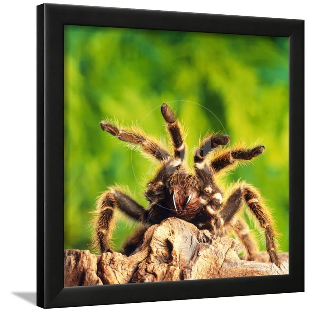 Tarantula, BirdEating Spider, Animals Framed Art Print Wall Art by Andy ...