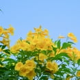 Yellow Carolina Jessamine in 1 Gal. Grower's Pot - Beautiful Yellow ...