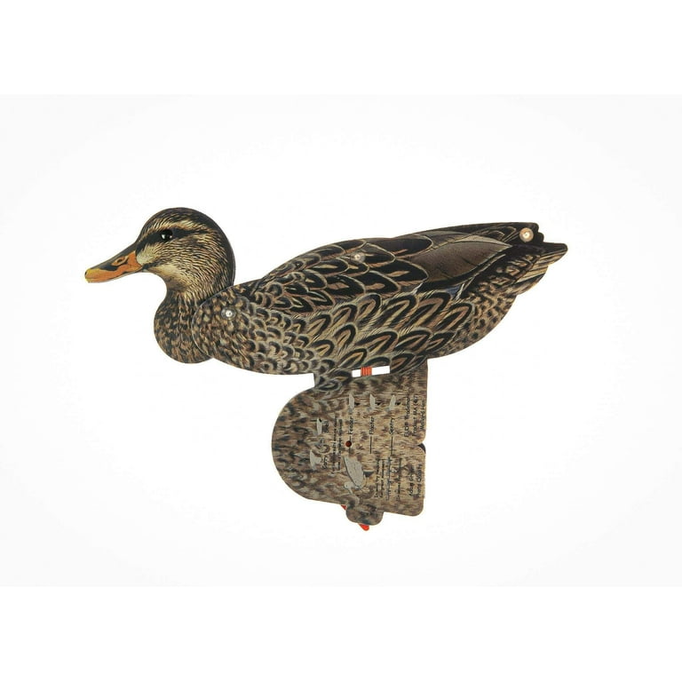 Mallard Ducks Landing In Decoys