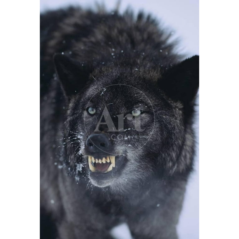 Black Wolf Snarl