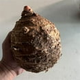 Elephant Ear Plant Bulbs For Salehorticulturegiant Elephant Ear Bulbsalocasia Bulbs For