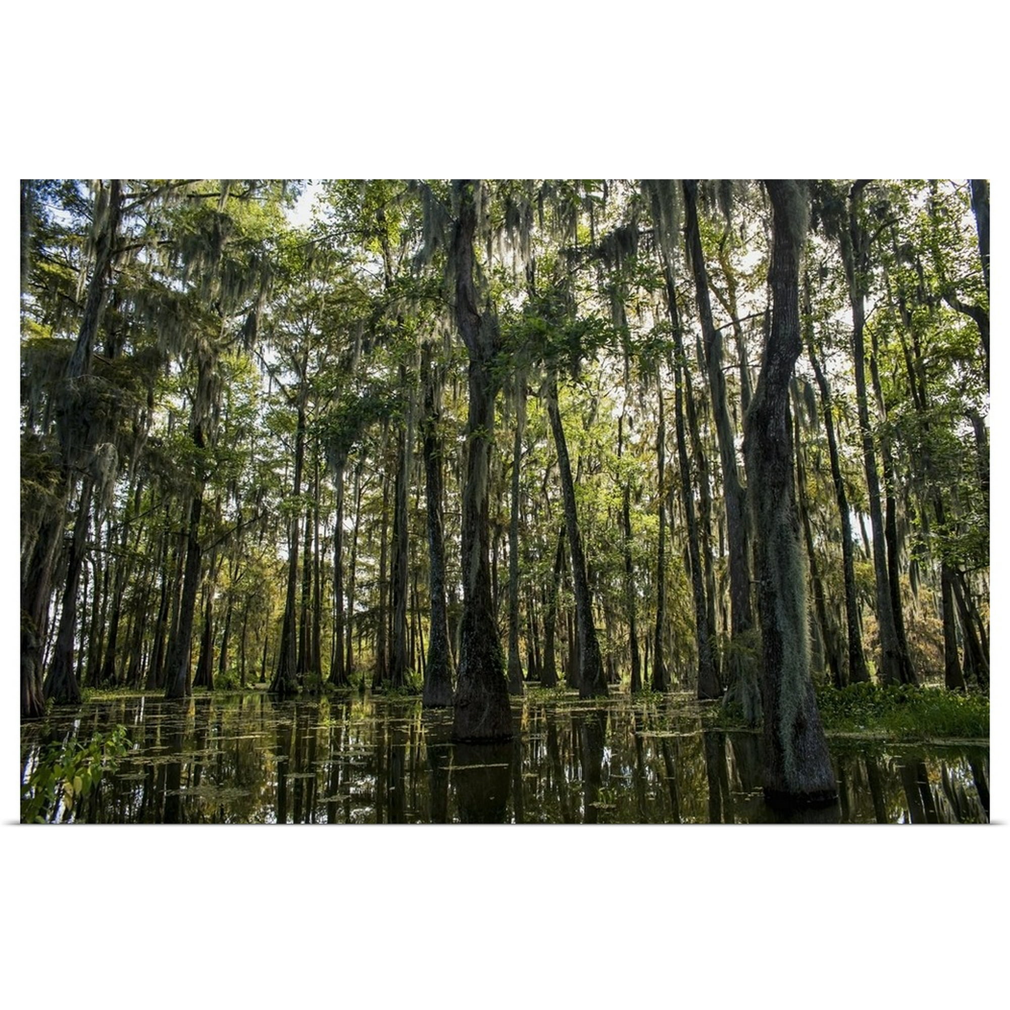 Printable Swamp Pictures