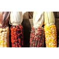 100 Seeds Colorful Ornamental INDIAN CORN WAMPUM Zea Mays Vegetable ...
