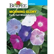 Burpee Heavenly Blue Morning Glory Seeds 150 seeds - Walmart.com