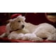 Santa Paws 2: The Santa Pups (Blu-ray + DVD) - Walmart.com