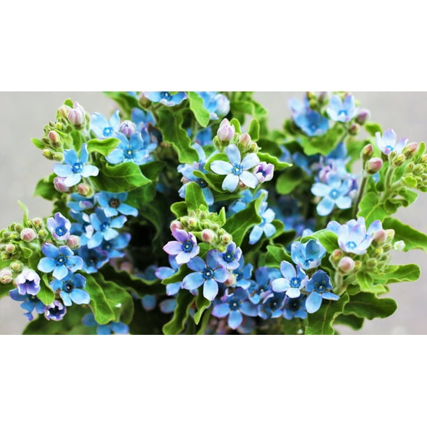 10 TWEEDIA BLUE MILKWEED Southern Star of Argentine Tweedia Caerulea ...